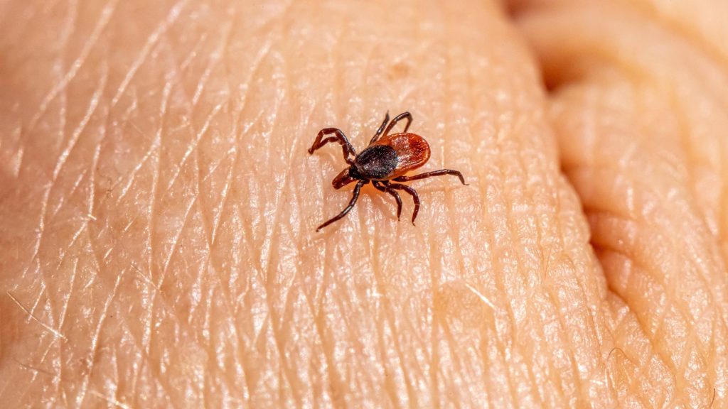What Is Tick Freezing Aerosol? How Tick Freeze Works