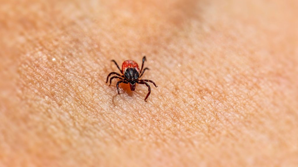Tick Freezing Aerosol – Protect You and Your Pets Fast